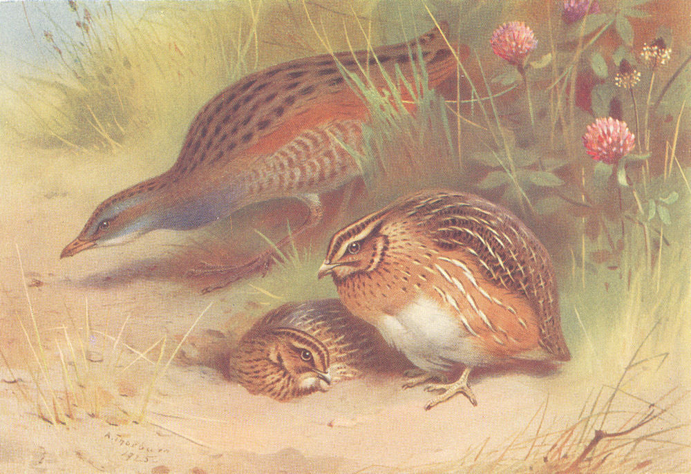 BRITISH BIRDS. Land-Rail; Quail (male and female) . THORBURN 1926 old ...