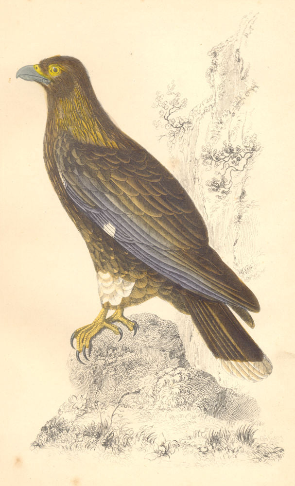 BIRDS. New Zealand Caracara. GOLDSMITH. Hand coloured 1870 antique ...