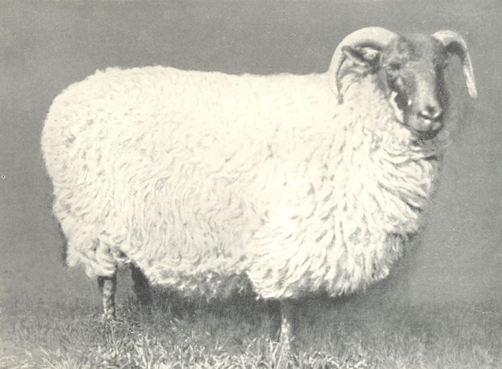 SHEEP. Blackface Ewe-"Princess Of Wales", 1st prize, Perth, 1904 1912 ...