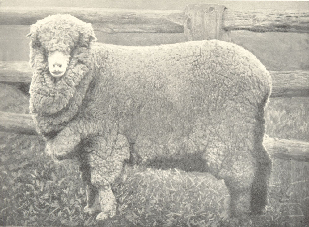 SHEEP. Australian Merino Ewe Stud Ewes, Hartwood, Riverina, N. S. W ...