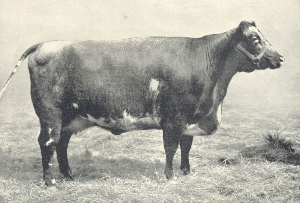CATTLE. Champion Polled Durham Cow "Buttonwood Glade 3rd" 1912 old ...