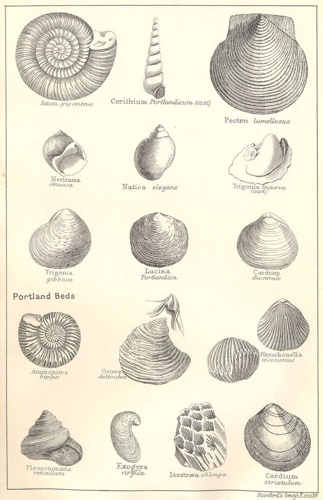 BRITISH FOSSILS.Upper Oolitic Kimeridge Clay.Molluscs.Ammonites ...