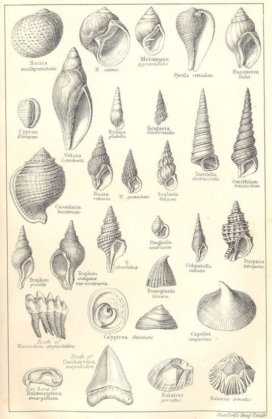 BRITISH FOSSILS. Pliocene, Norwich, Red, Coralline Crag. Molluscs ...