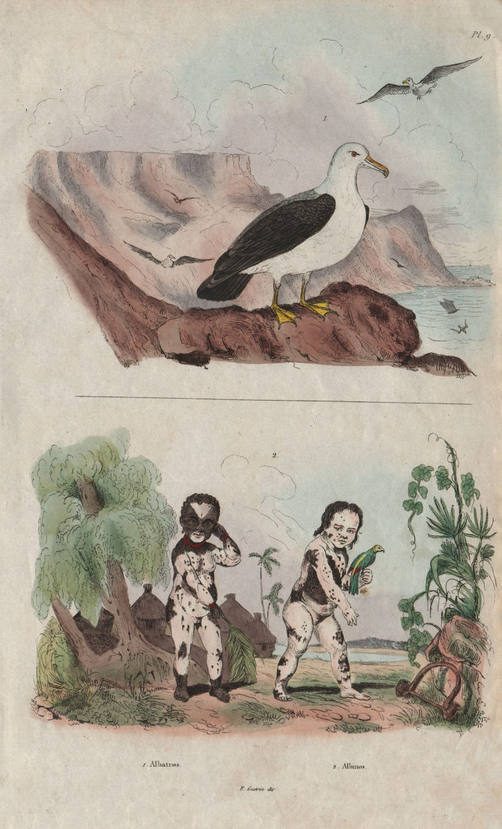 Albatros (Albatross). Albinos. Skin pigmentation 1833 old antique print ...