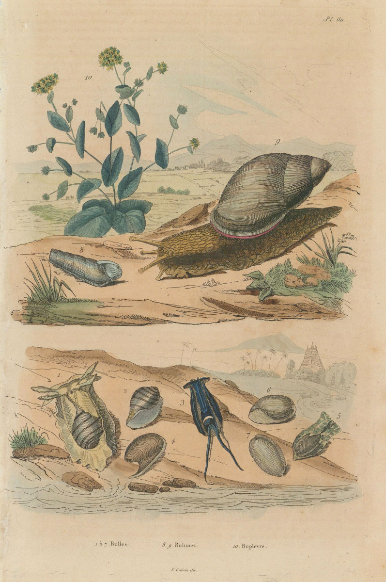 Bulle molluscs. Rumina decollata (decollate snail). Bupleurum 1833 old ...
