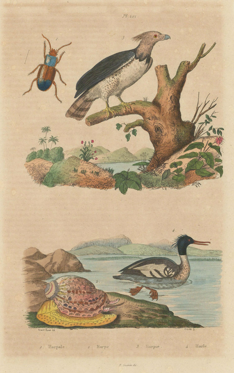 Harpalus beetle. Ventral Harp. Harpy Eagle. Harle (Merganser) 1833 old ...