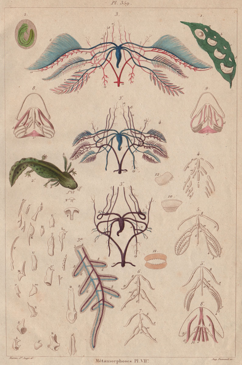AMPHIBIANS. Métamorphoses. Metamorphosis. Pl. VII 1833 old antique ...
