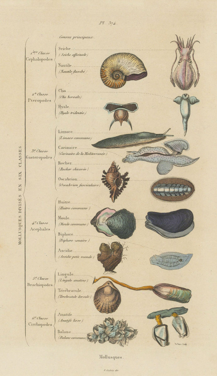MOLLUSCS. Mollusques. Showing 6 classes 1833 old antique vintage print ...