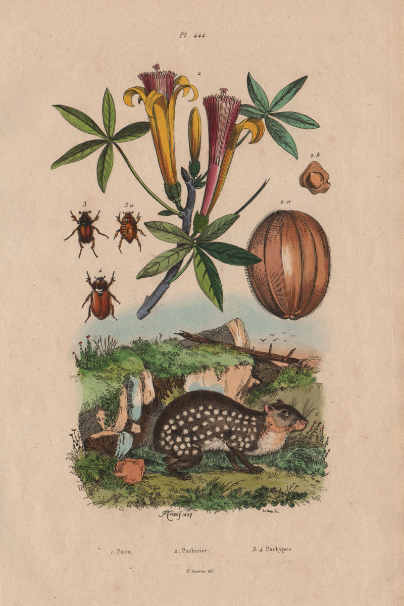 ANIMALS/PLANTS. Paca. Pachirier (Pachira aquatica). Pachypes 1833 old ...