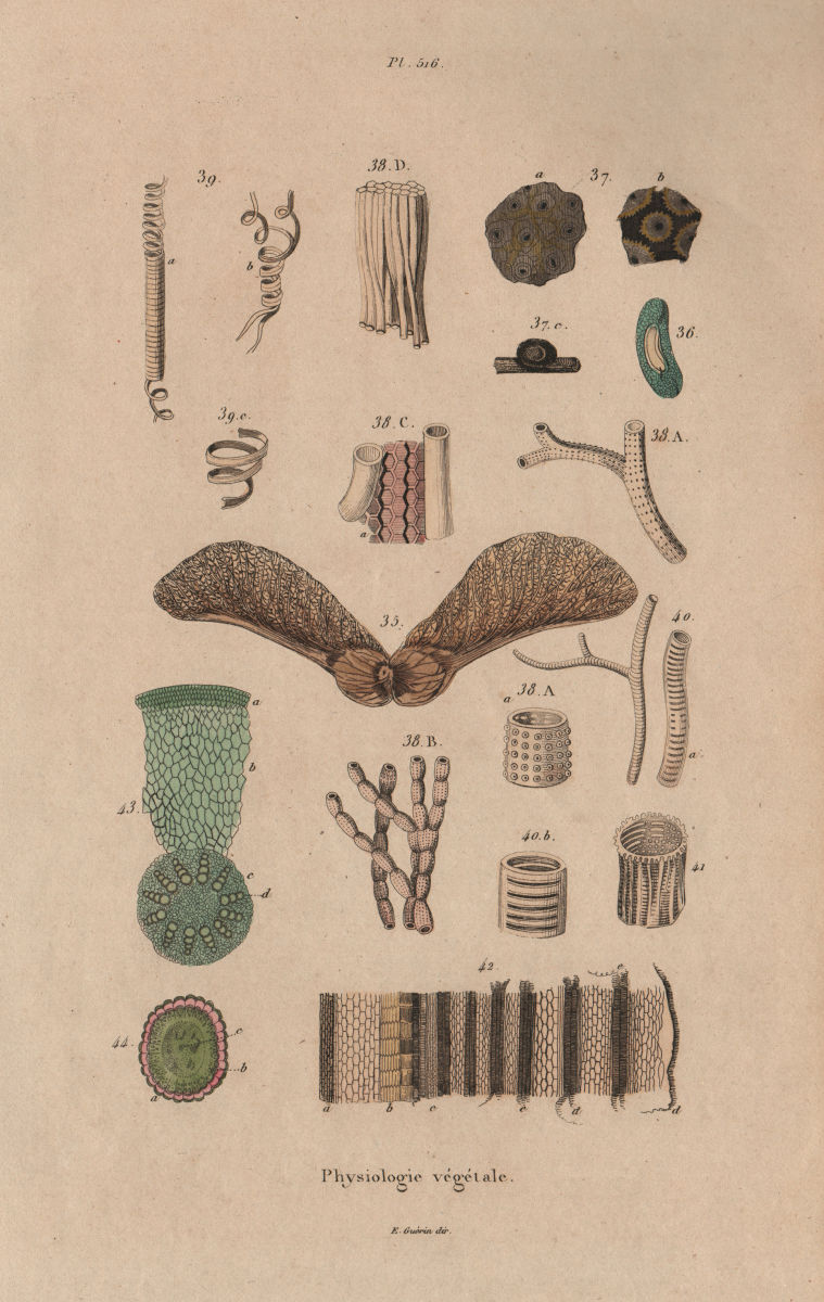PLANTS. Physiologie Végétale. Sycamore seed 1833 old antique print ...
