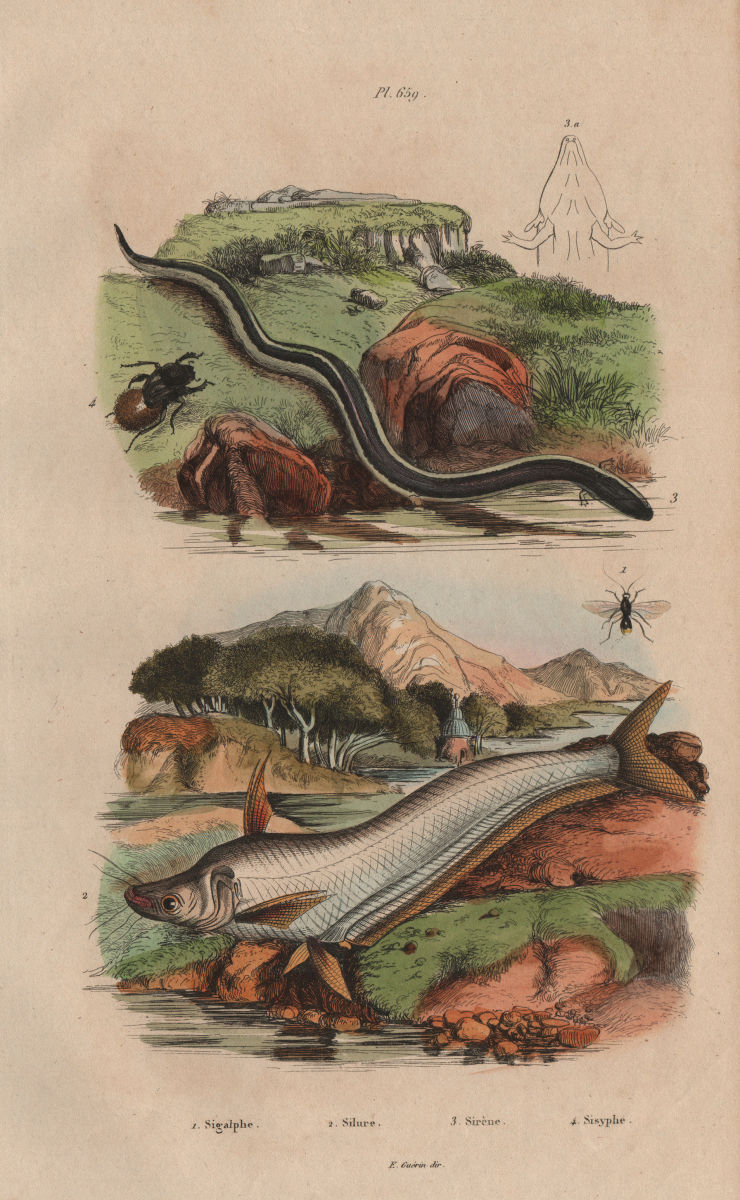 Sigalphinae. Catfish. Greater siren amphibian. Sisyphus (dung beetle ...