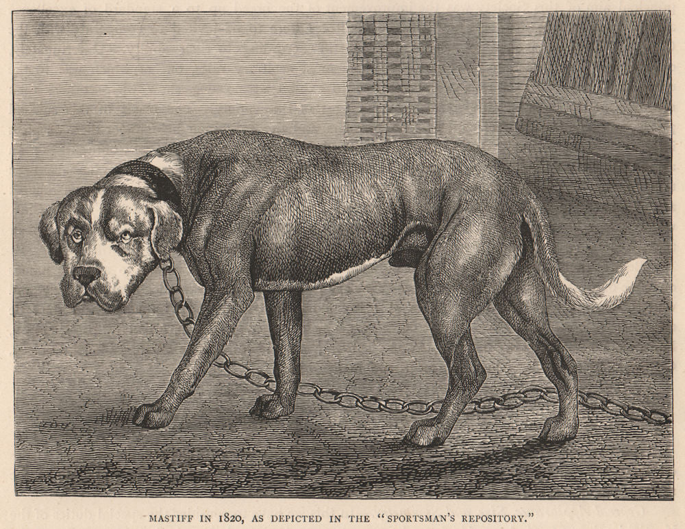 DOGS. Mastiff in 1820, as depicted in the "Sportsman's repository" 1881 ...