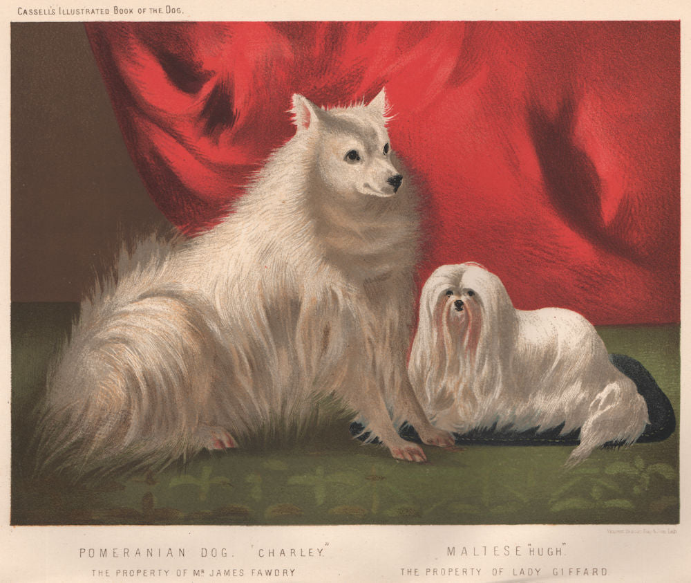 DOGS. Pomeranian Dog. "Charley" 1881 old antique vintage print picture ...