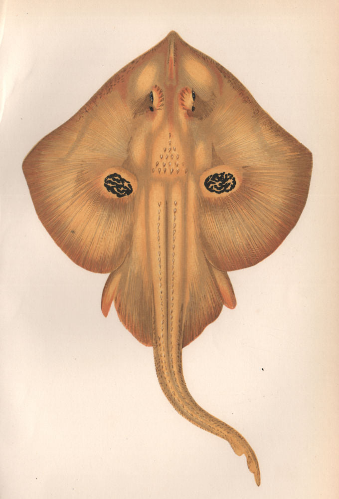 BROWN RAY. Raja miraletus, Cuckoo Ray. COUCH. Fish 1862 old antique ...