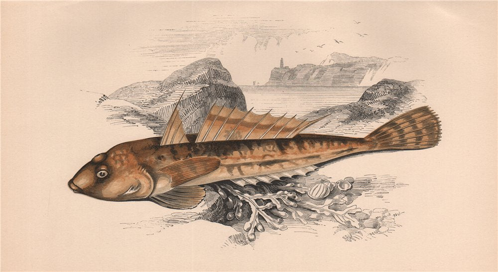 DUSKY SCULPIN. Sordid Dragonet, Icelinus burchami. COUCH. Fish 1862 old ...