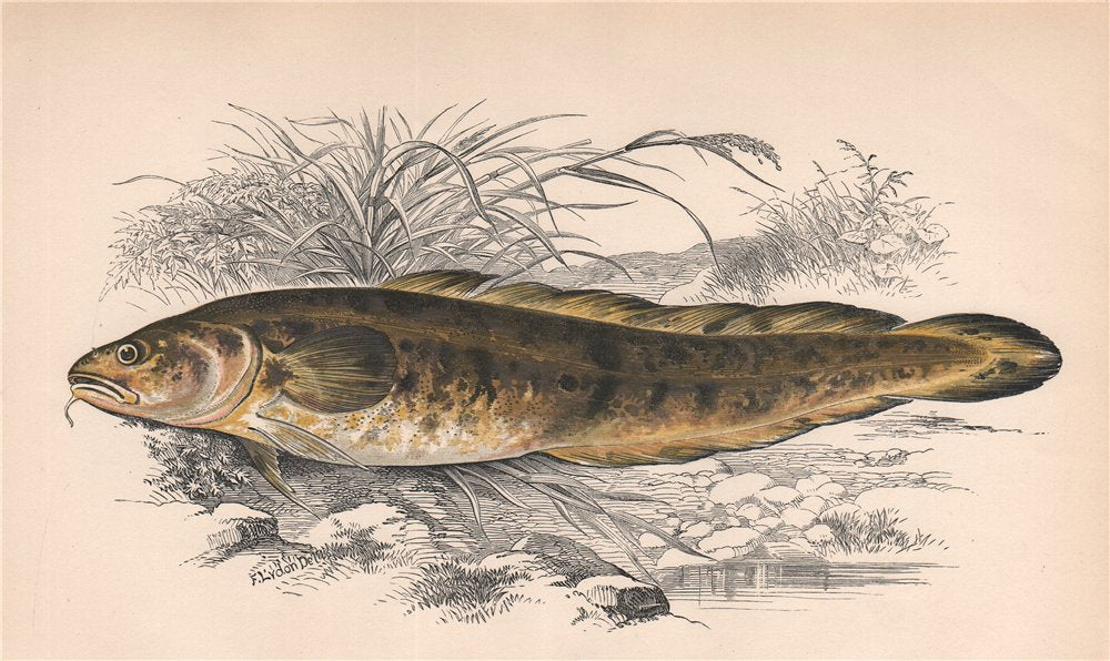 BURBOT. Lota lota, Lotte. COUCH. Fish 1862 old antique vintage print ...
