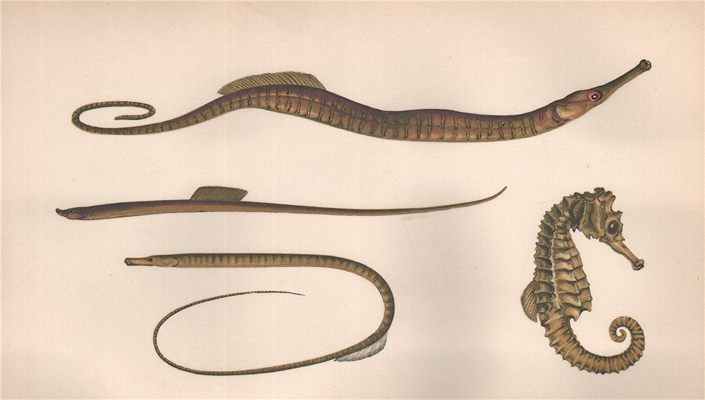 SNAKE, WORM & STRAIGHT-NOSED PIPEFISH; SEAHORSE. Hippocampus. COUCH ...