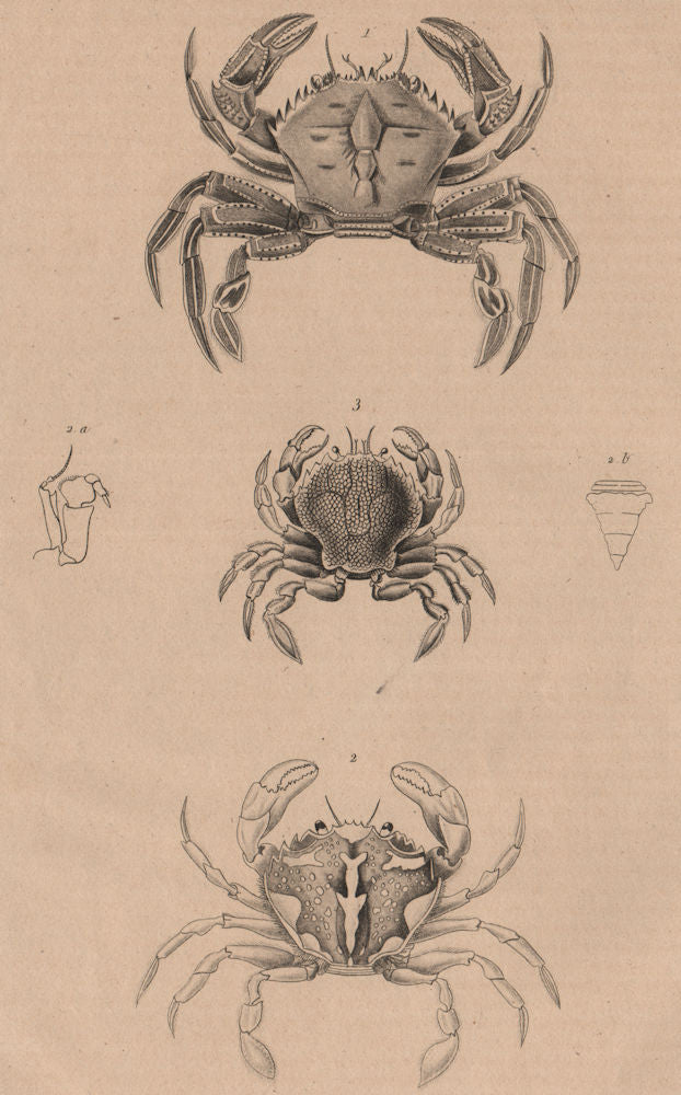 PORTUNUS CRABS. Velvet crab. Marbled swimming crab.Charybdis variegata ...