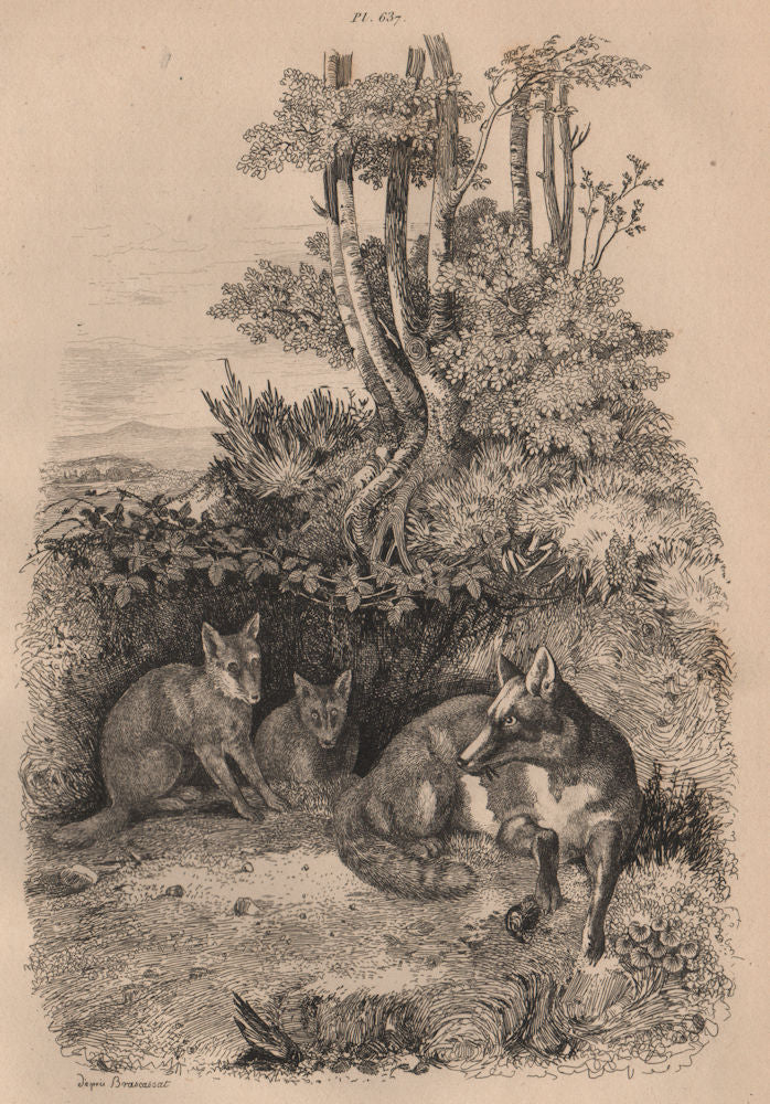 MAMMALS. Renards (Foxes) 1834 old antique vintage print picture ...