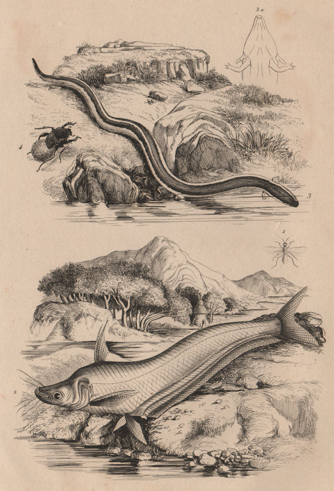 Sigalphinae. Catfish. Greater siren amphibian. Sisyphus (dung beetle ...
