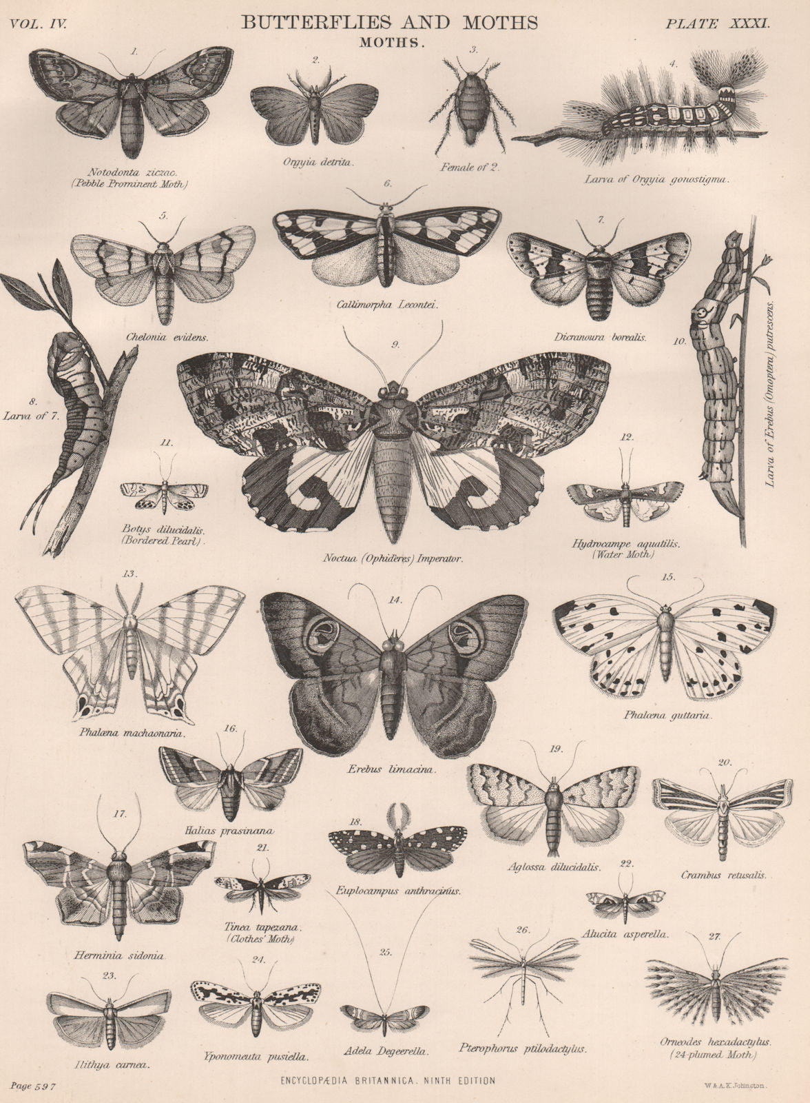MOTHS Pebble Prominent Omoptera Bordered Pearl Water/Clothes/24-plumed ...