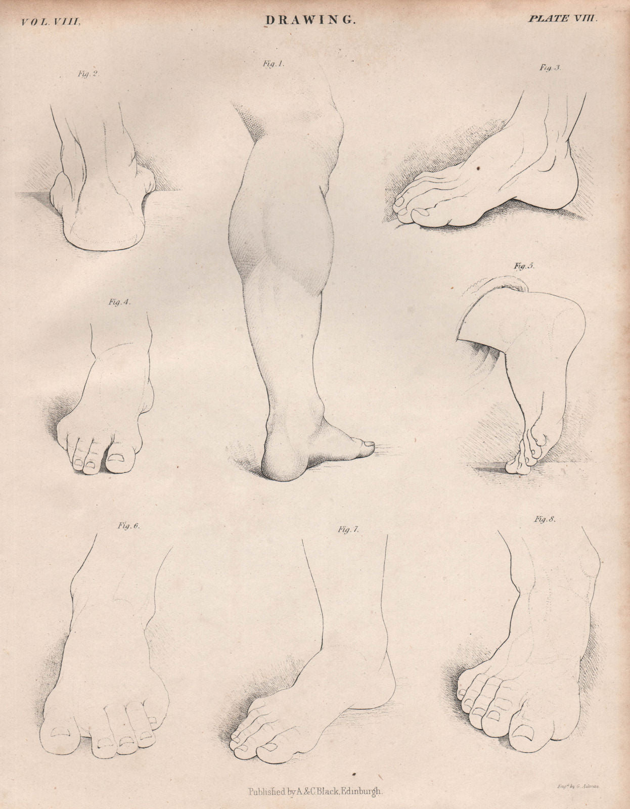 Figurative drawing. Feet legs calves. BRITANNICA 1860 old antique print ...