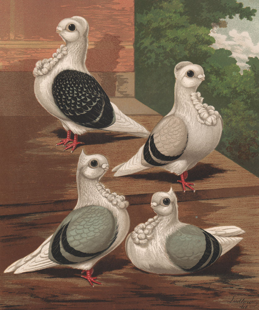 PIGEONS. Turbits; Blue Chequer & Silver. shell crown; blue point crest ...