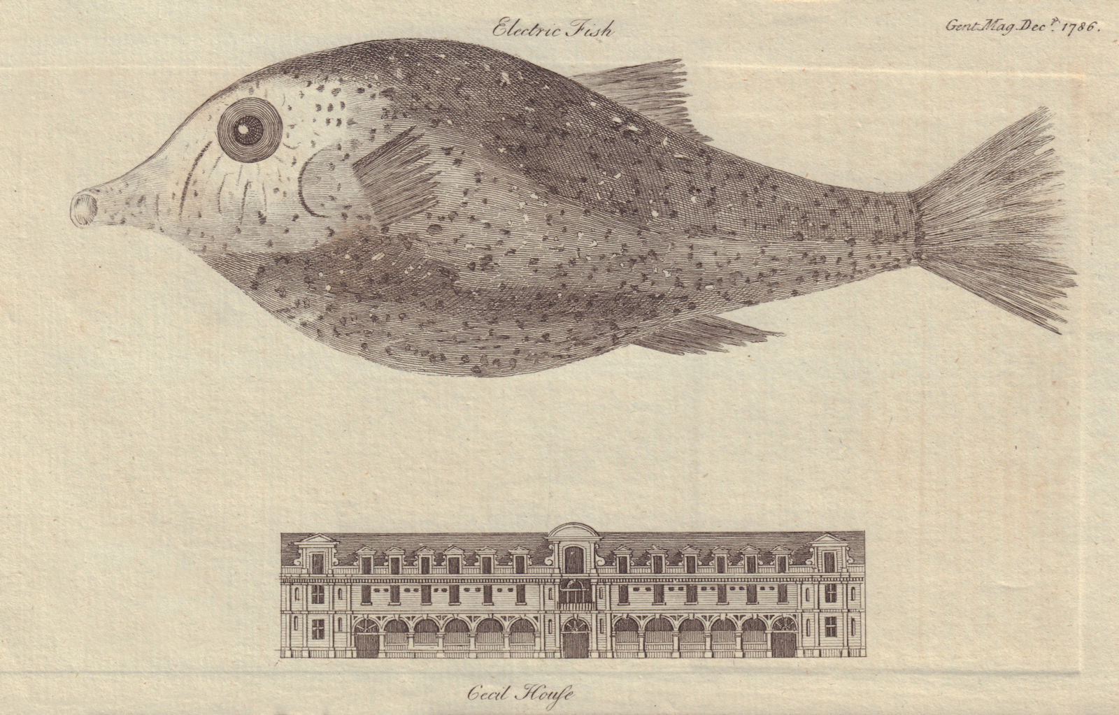Electrical Fish. Elevation of old Cecil House in the Strand ...