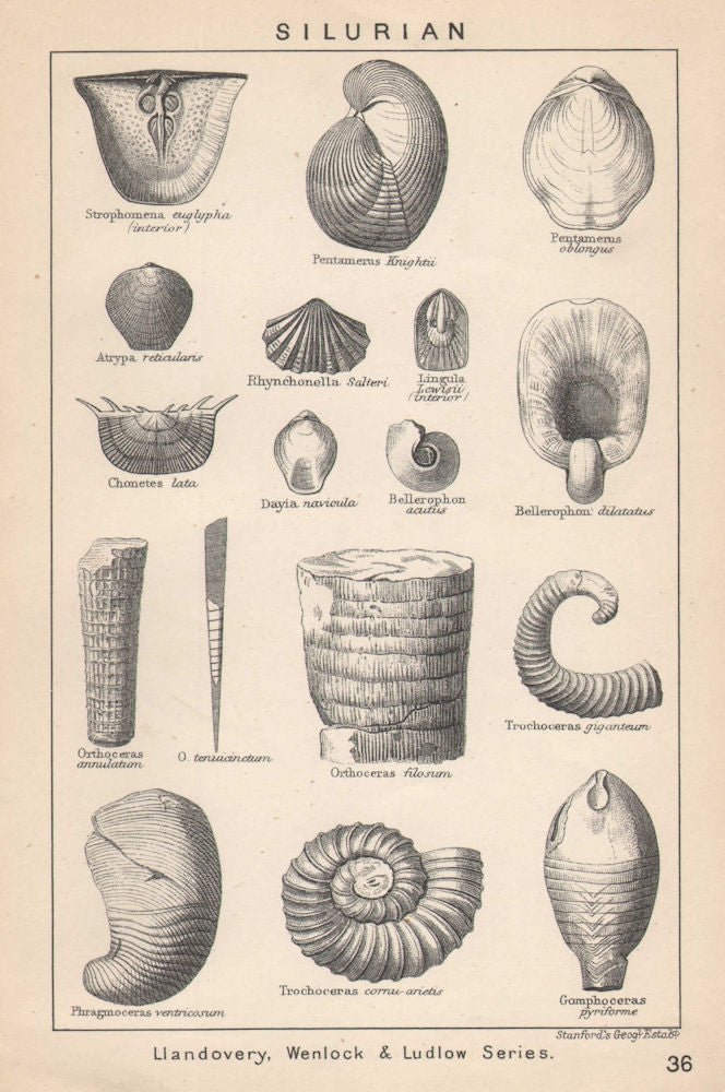 BRITISH FOSSILS. Silurian - Llandovery, Wenlock & Ludlow Series 2 ...