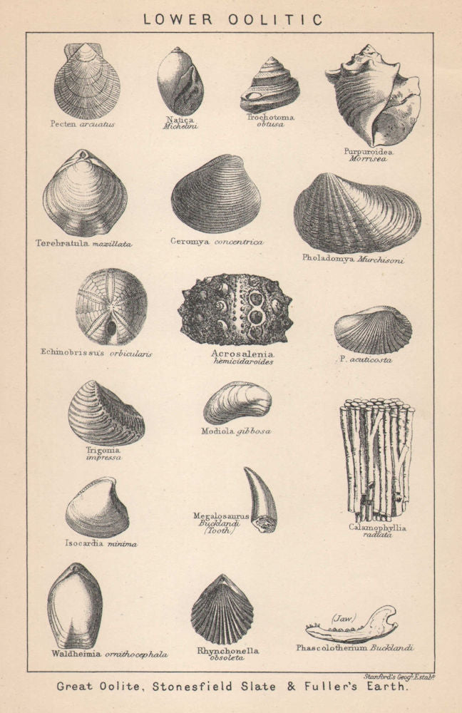 BRITISH FOSSILS Lower Oolitic Great Oolite Stonesfield Slate Fuller's ...