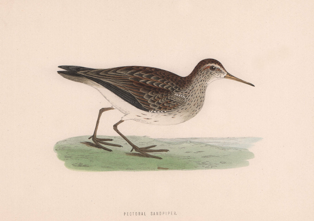 Pectoral Sandpiper. Morris's British Birds. Antique colour print 1870 ...