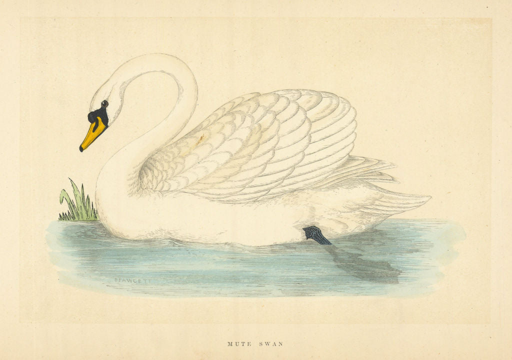 Mute Swan. Morris's British Birds. Antique colour print 1868 old ...