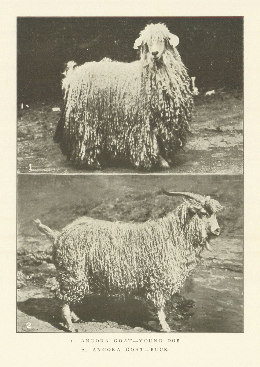 1. Angora Goat-Young Doe. 2. Angora Goat-Buck. . Turkey 1907 old ...