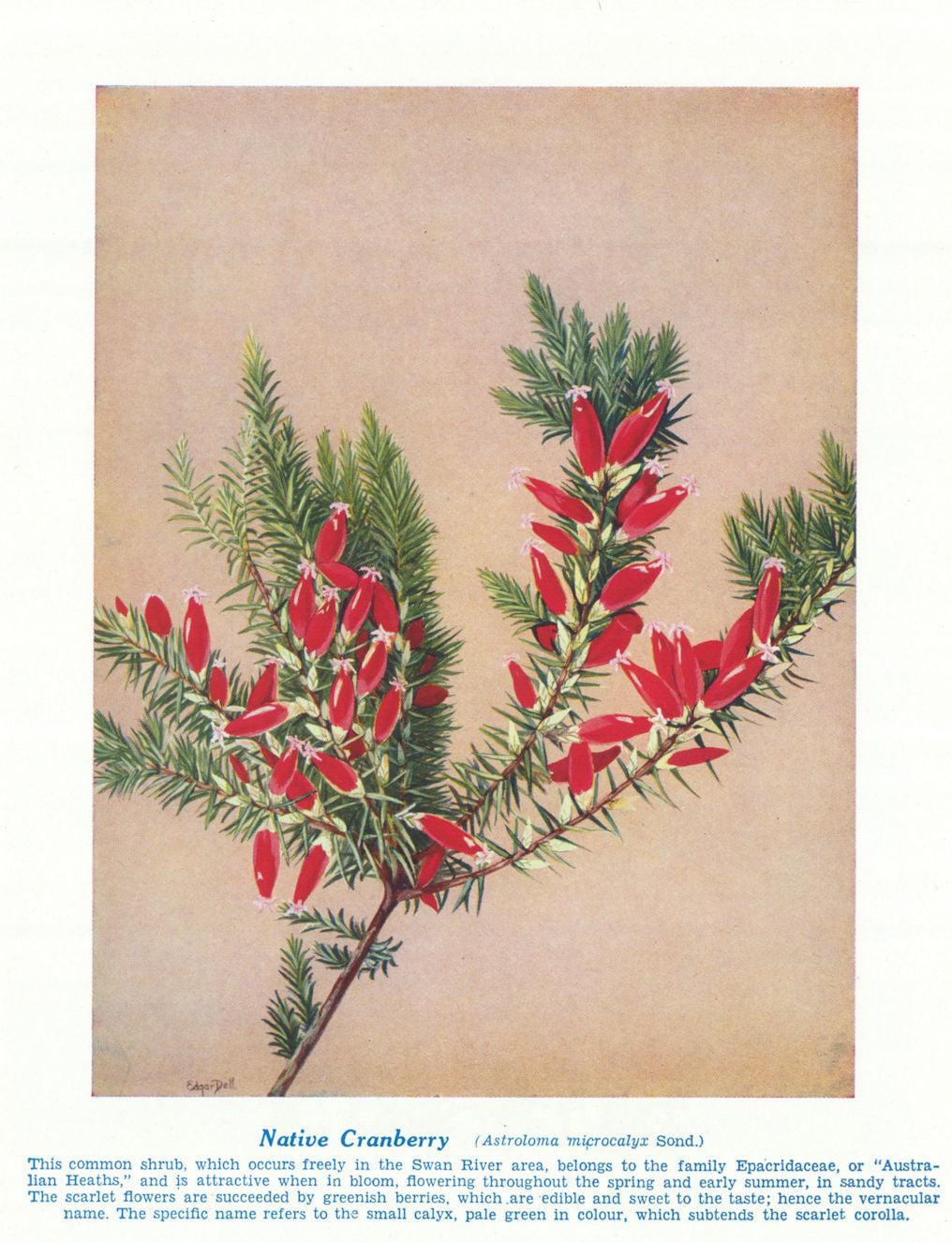 Native Cranberry (Astroloma microcalyx). West Australian Wild Flowers ...
