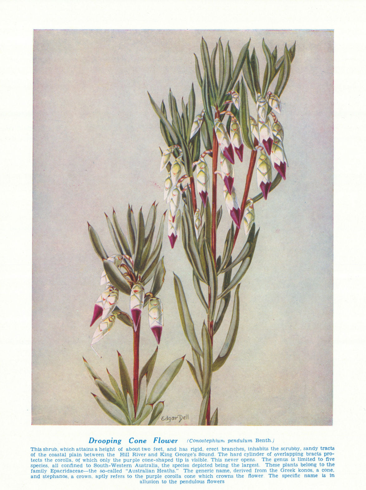 Drooping Cone-flower (Conostephium pendulum). West Australian Wild ...