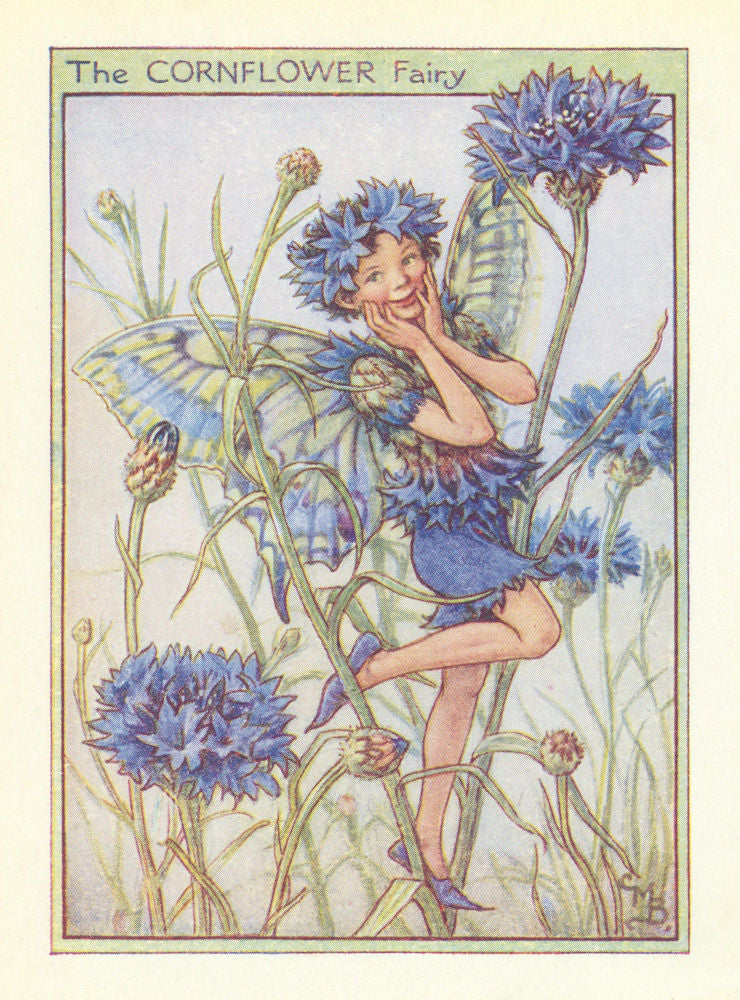 Cornflower Fairy by Cicely Mary Barker. Flower Fairies of the Garden ...