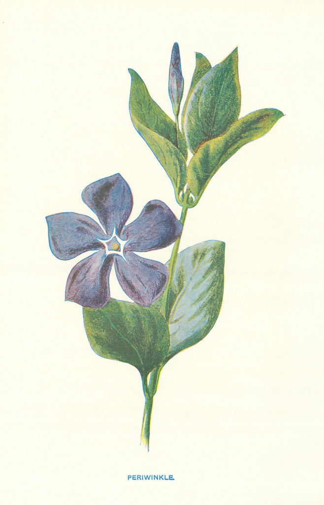 Larger Periwinkle. Wild Flowers by Frederick Edward Hulme c1895 old ...