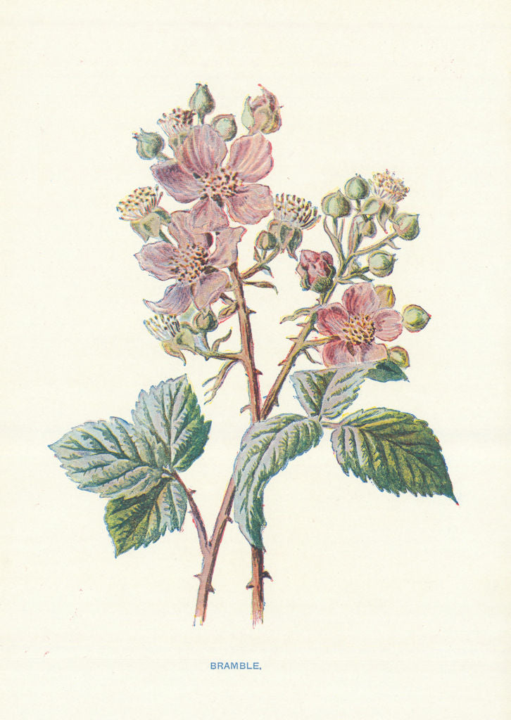 Bramble. Wild Flowers by Frederick Edward Hulme c1895 old antique print ...