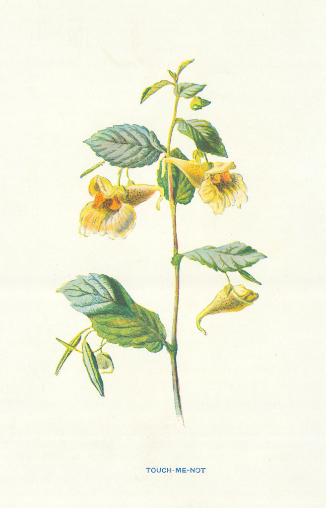 Touch-Me-Not. Wild Flowers by Frederick Edward Hulme c1895 old antique ...