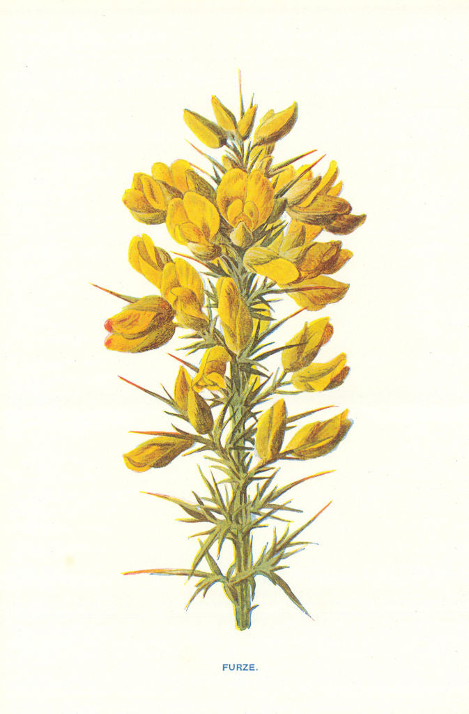 Furze. Wild Flowers by Frederick Edward Hulme c1895 old antique print ...