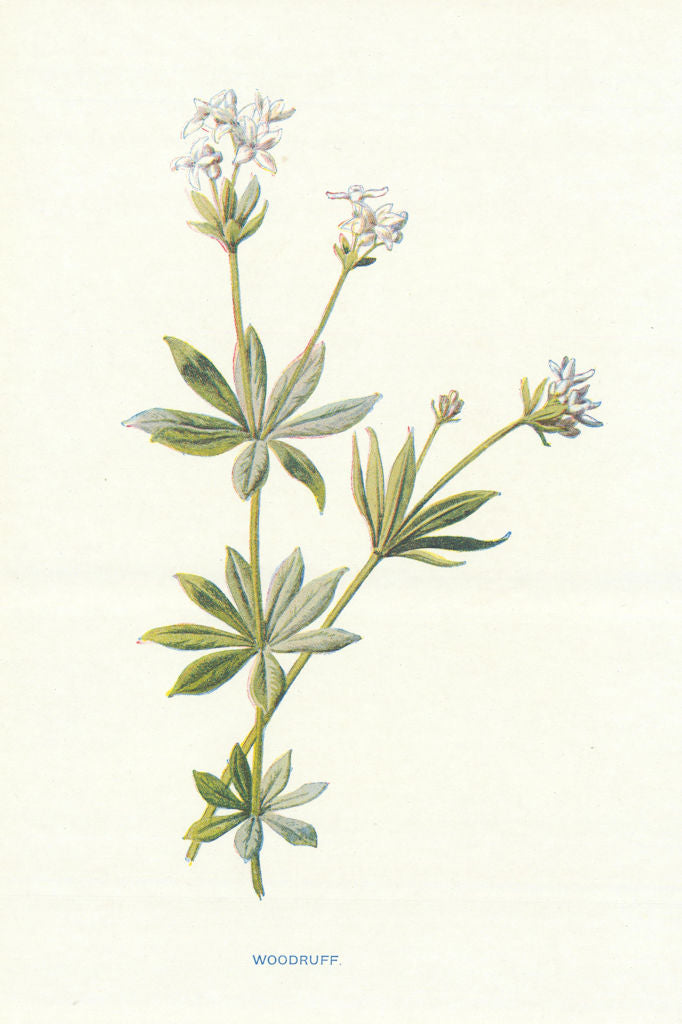 Woodruff. Wild Flowers by Frederick Edward Hulme c1895 old antique ...