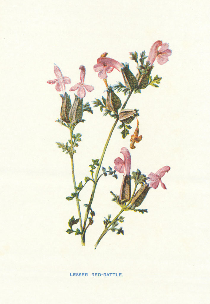 Lesser Red-Rattle. Wild Flowers by Frederick Edward Hulme c1895 old ...