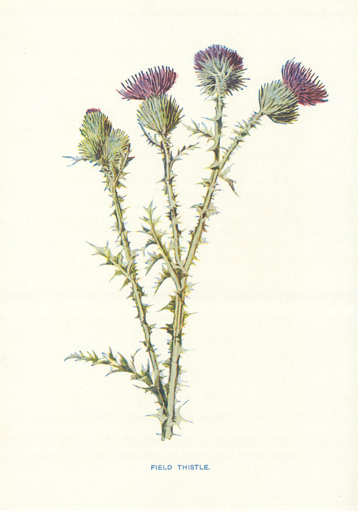 Field Thistle. Wild Flowers by Frederick Edward Hulme c1895 old antique ...