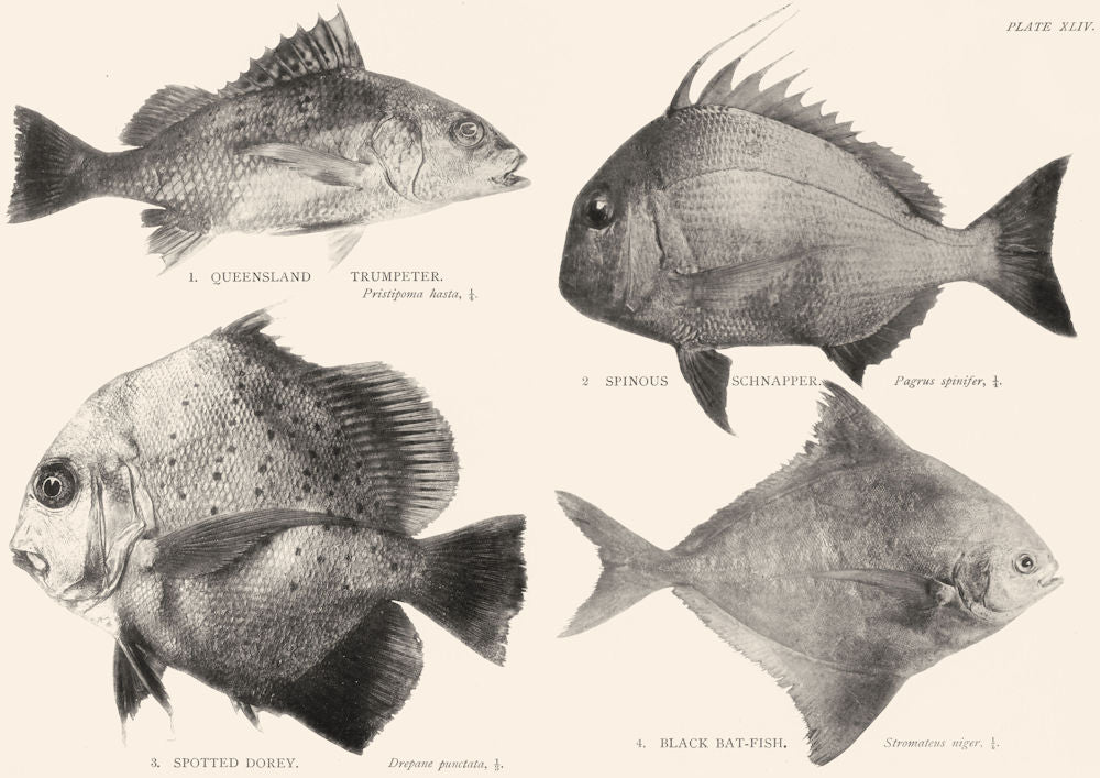 GT BARRIER REEF FISH Queensland Trumpeter Spinous Snapper Spotted Dory ...