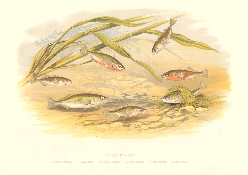 STICKLEBACKS. Rough,smooth-tailed;Half-Armed;Short,4,10 Spined-Houghton ...