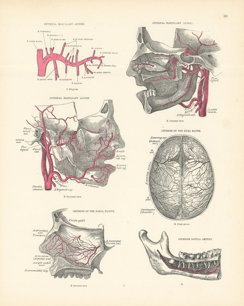 Anatomy. Internal Maxillary, Dura Mater, Nasal, Inferior Dental ...