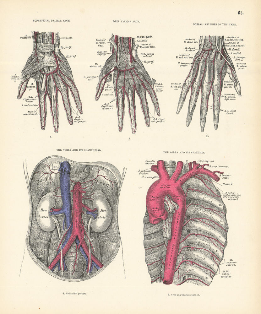 Anatomy. Deep & Superficial Palmar Arches, Hand Dorsal Arteries, Aorta ...
