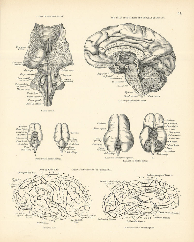 Anatomy. Fibres of Peduncles, Brain, Pons Varolii, Medulla, Cerebrum ...