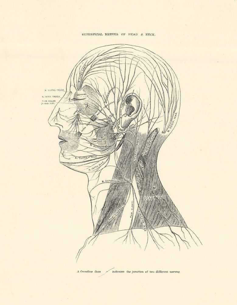 Anatomy. Superficial Nerves of Head & Neck 1880 old antique print ...
