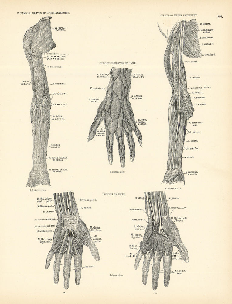 Anatomy. Cutaneous Nerves of Upper Extremity & Hand 1880 old antique ...